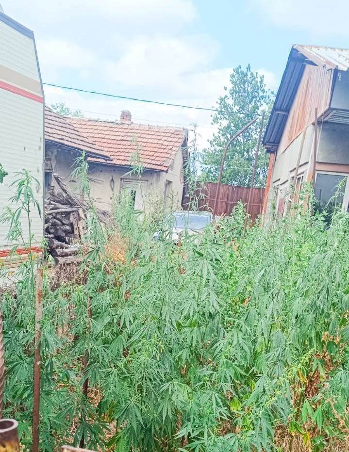 Задържаха над 20 души за наркоразпространение, иззеха различни видове ...