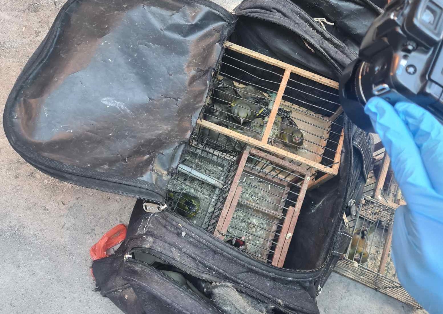 Задържаха мъж за притежание на защитени видове пойни птици СНИМКА