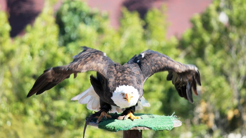 Отровиха 14 животни в Странджа сред тях и царски орел